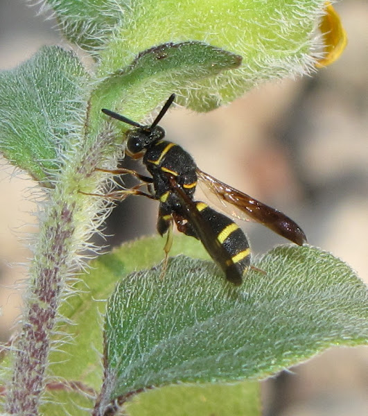 Leucospid wasp (male) | Project Noah