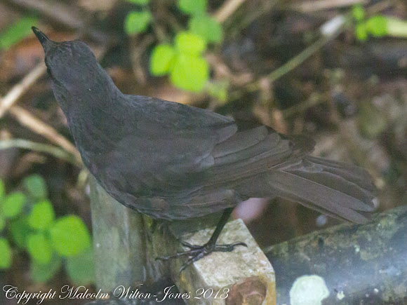 Bornean Whistling Thrush | Project Noah