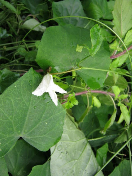 Bitter Melon | Project Noah