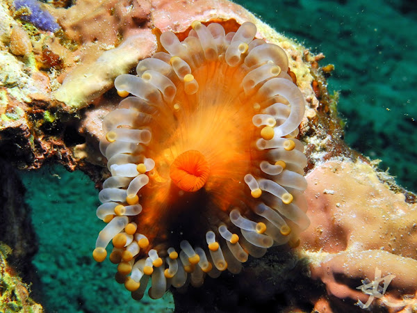 Corallimorpharian | Project Noah