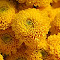 Yellow Button Mums | Project Noah