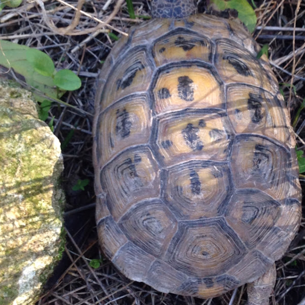 Spur-Thighed Tortoise | Project Noah