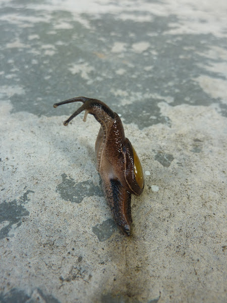 Dromedary Jumping-slug | Project Noah