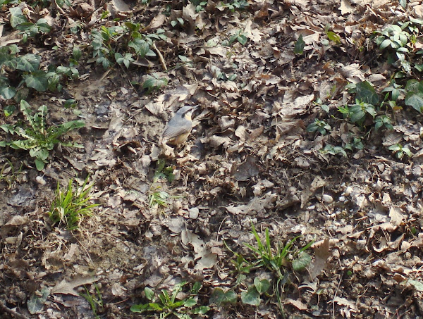 Nuthatch / Brgljez | Project Noah