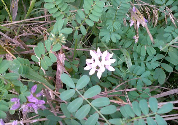 Crown Vetch | Project Noah