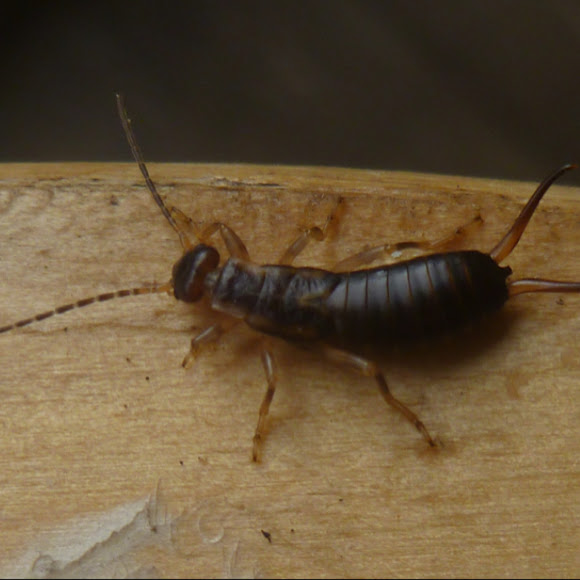 Earwig | Project Noah