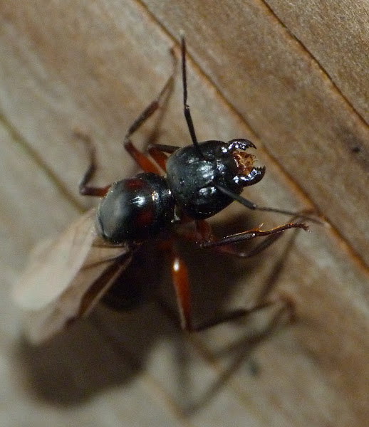 Black carpenter ant (winged) | Project Noah