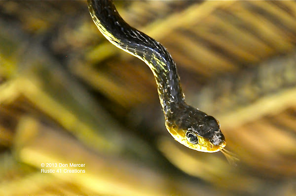 Yellow-bellied or olive whip snake | Project Noah