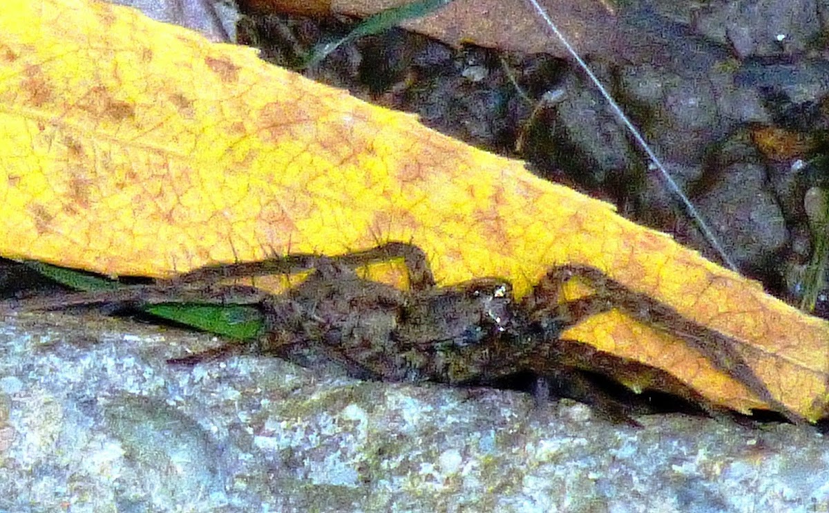 Wolf Spider | Project Noah