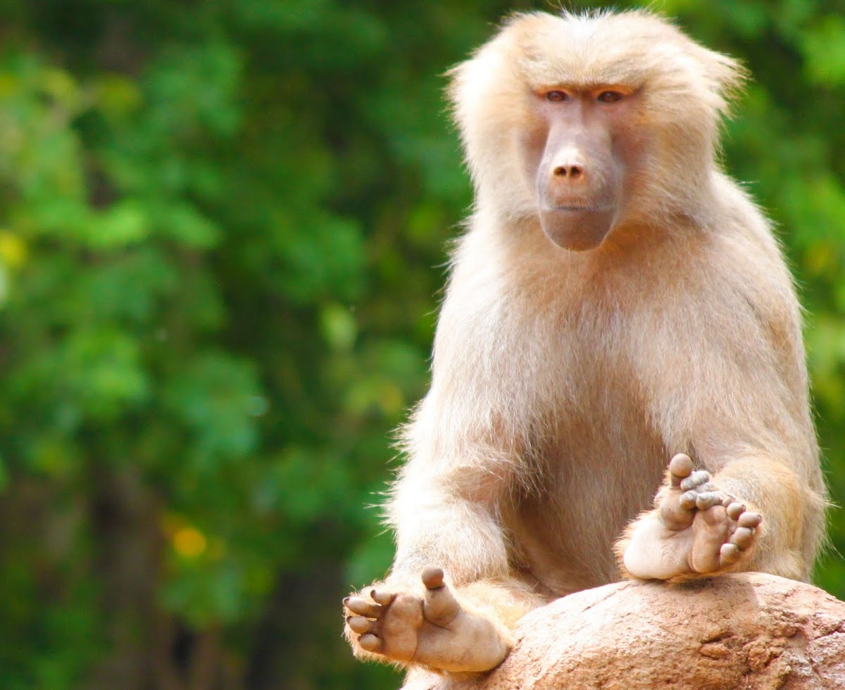 Hamadryas Baboon | Project Noah