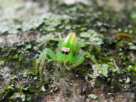 Jumping Spider | Project Noah