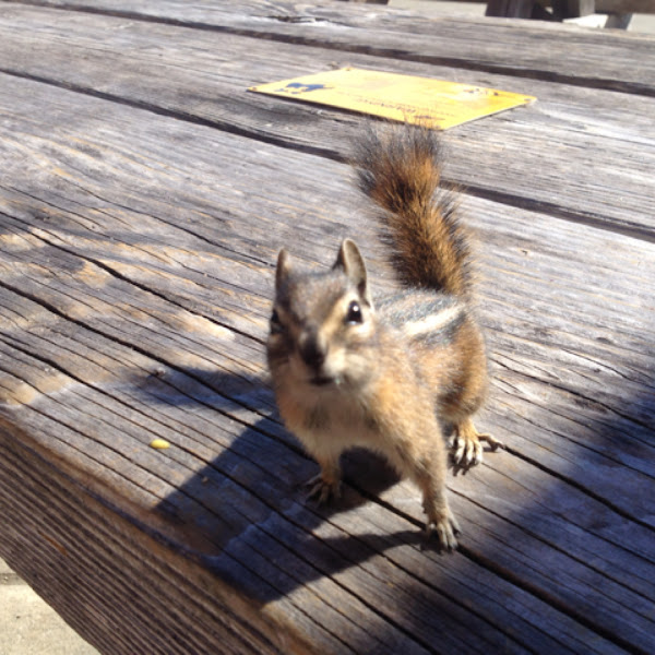Olympic chipmunk | Project Noah