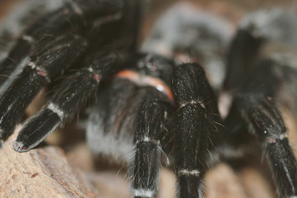 Red rump tarantula | Project Noah
