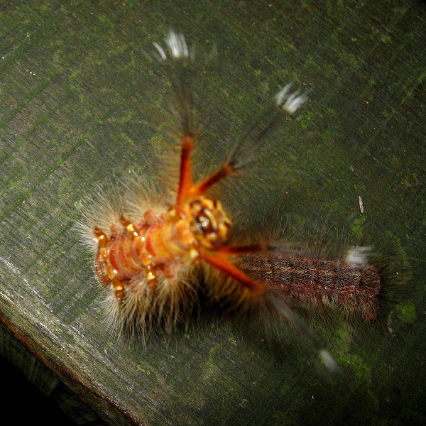 Skull Face Caterpillar | Project Noah