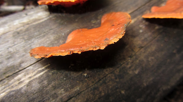 Pycnoporus sanguineus | Project Noah