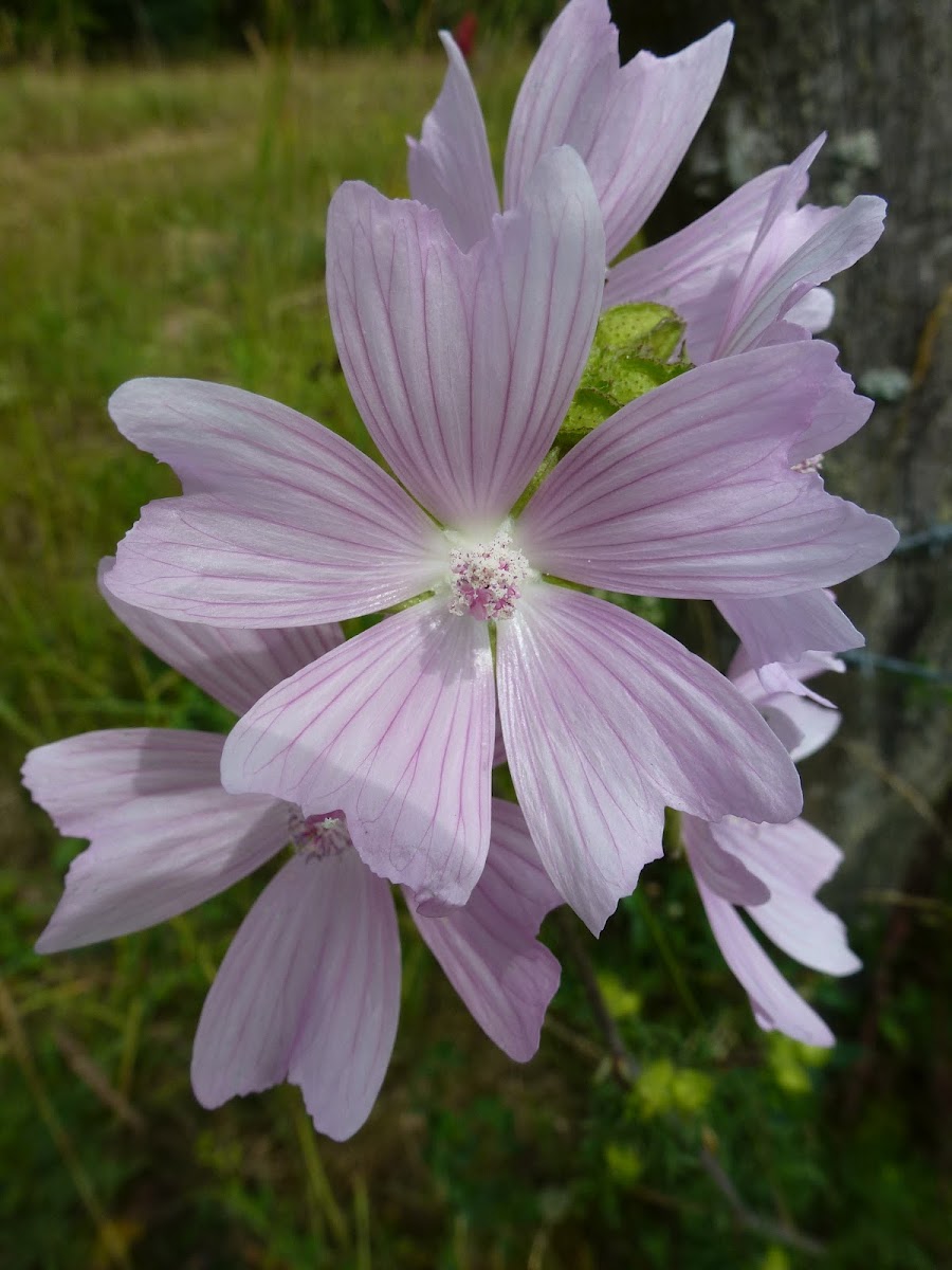 Moschus-Malve, Musk-mallow | Project Noah