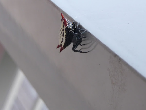 spiny orb weaver | Project Noah