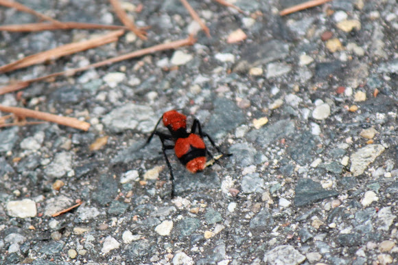 Red Velvet Ant (aka Cow Killer) | Project Noah