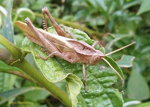 Grasshopper | Project Noah