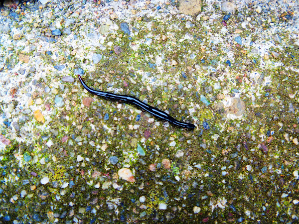 Blue garden Flat Worm | Project Noah