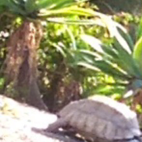Desert Tortoise | Project Noah
