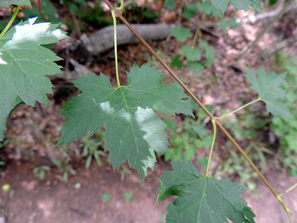 Rocky Mountain Maple | Project Noah
