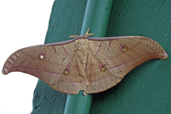 Tussar Silk Moth | Project Noah