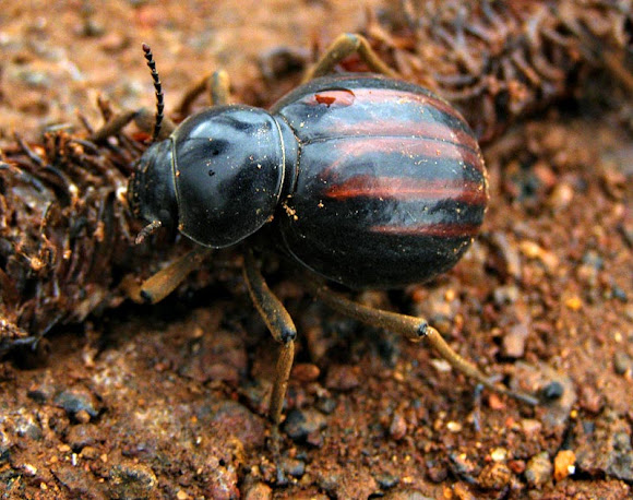 Striped Toktokkie | Project Noah