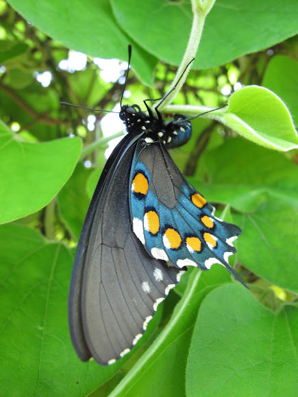 Pipevine Swallowtail | Project Noah