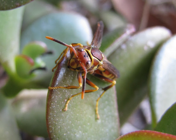 Common Paper Wasp | Project Noah