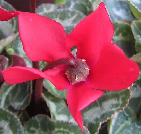 Red Cyclamen | Project Noah