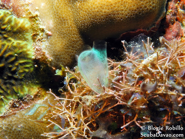 Blue Club Tunicate | Project Noah