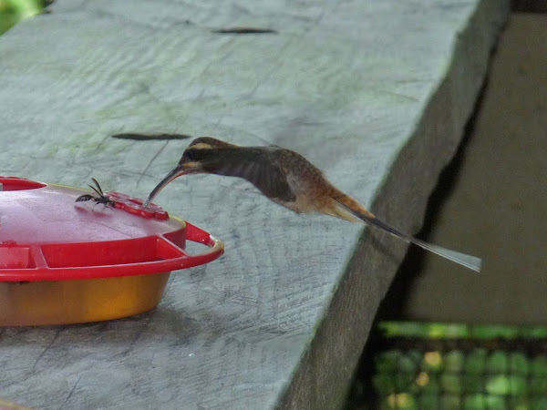 Long-tailed Hermit Hummingbird | Project Noah