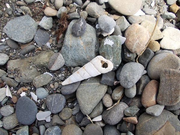 NZ common turret seashells | Project Noah