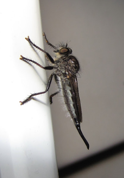 Robber fly | Project Noah