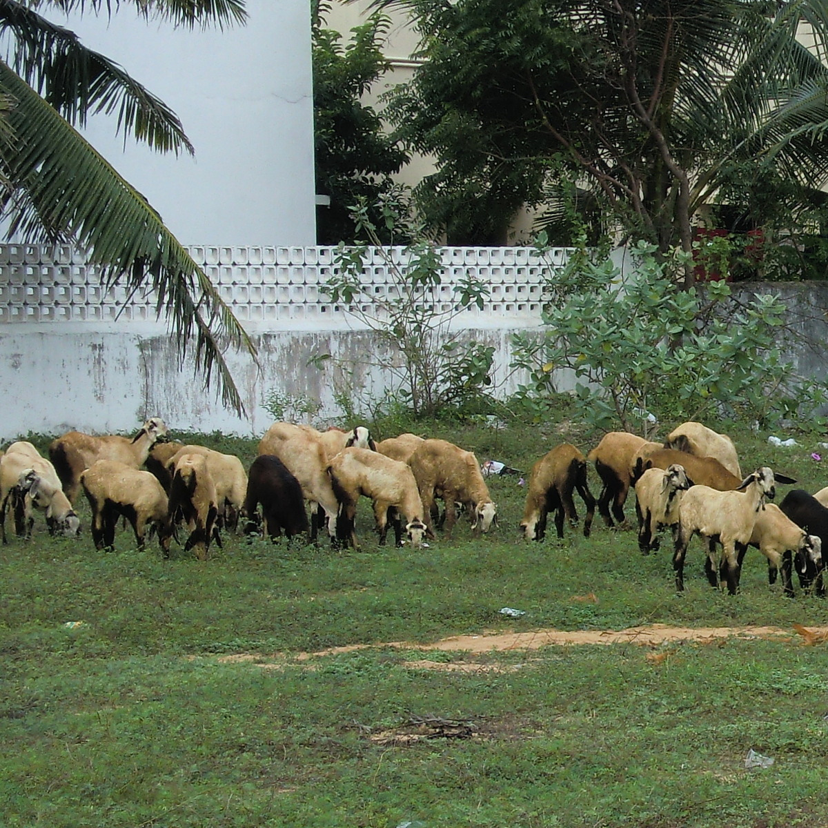 Indian goats (Sangamneri?) | Project Noah