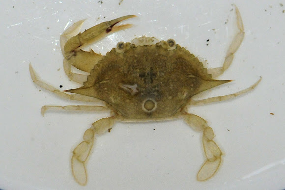 Juvenile Blue Swimmer Crab | Project Noah