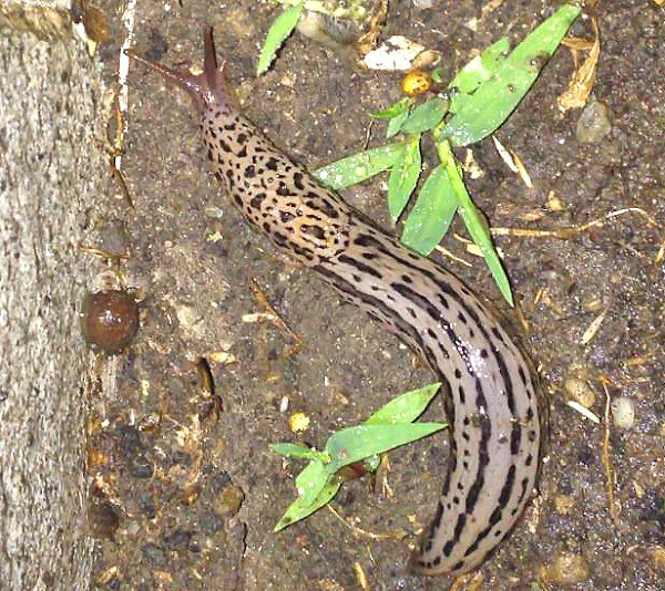Great Grey Slug | Project Noah