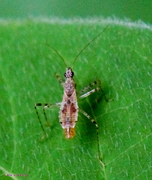 Damsel bug | Project Noah