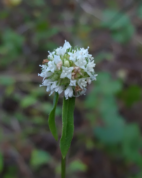 South American Mexican Clover | Project Noah