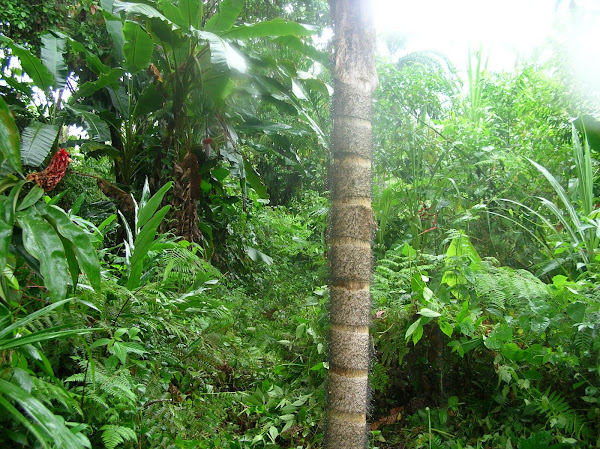 chontaduro - peach palm | Project Noah