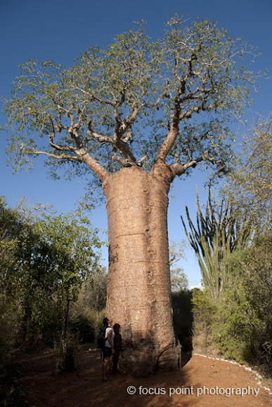 Baobab forest | Project Noah