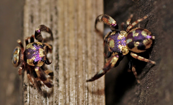 Purple-Gold Jumping Spider | Project Noah