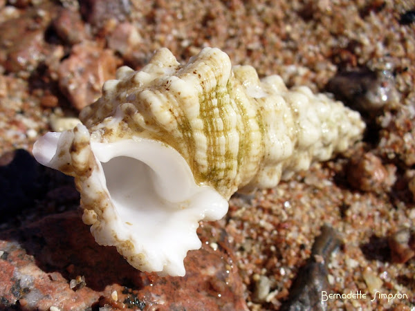 Cerith Shell | Project Noah