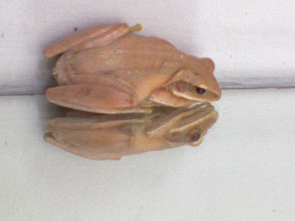 Golden toad | Project Noah