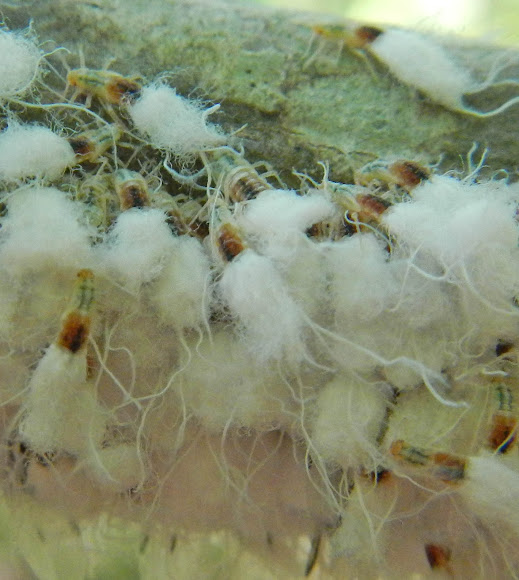 Beech Blight Aphids | Project Noah