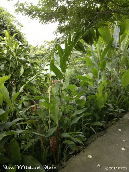 Zingiber spectabilis 'Early Gold' | Project Noah