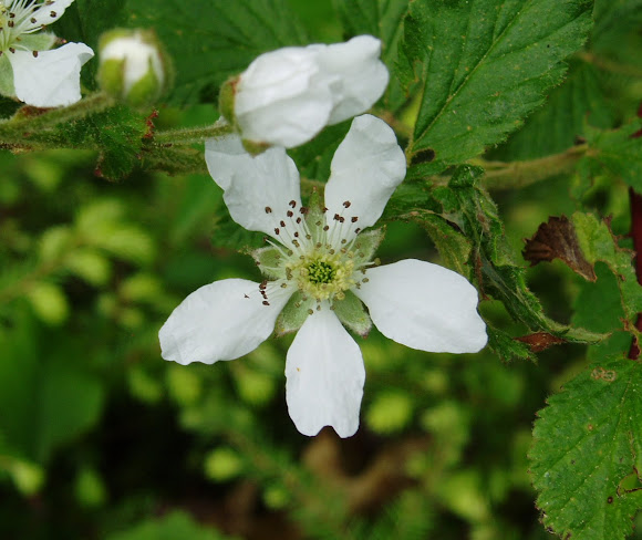 Swamp Dewberry | Project Noah
