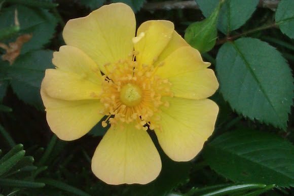 Yellow groundcover rose. | Project Noah