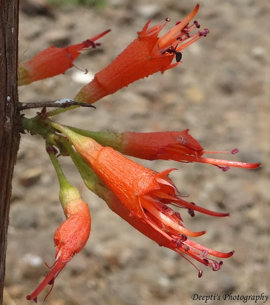 Fire Flame Bush | Project Noah